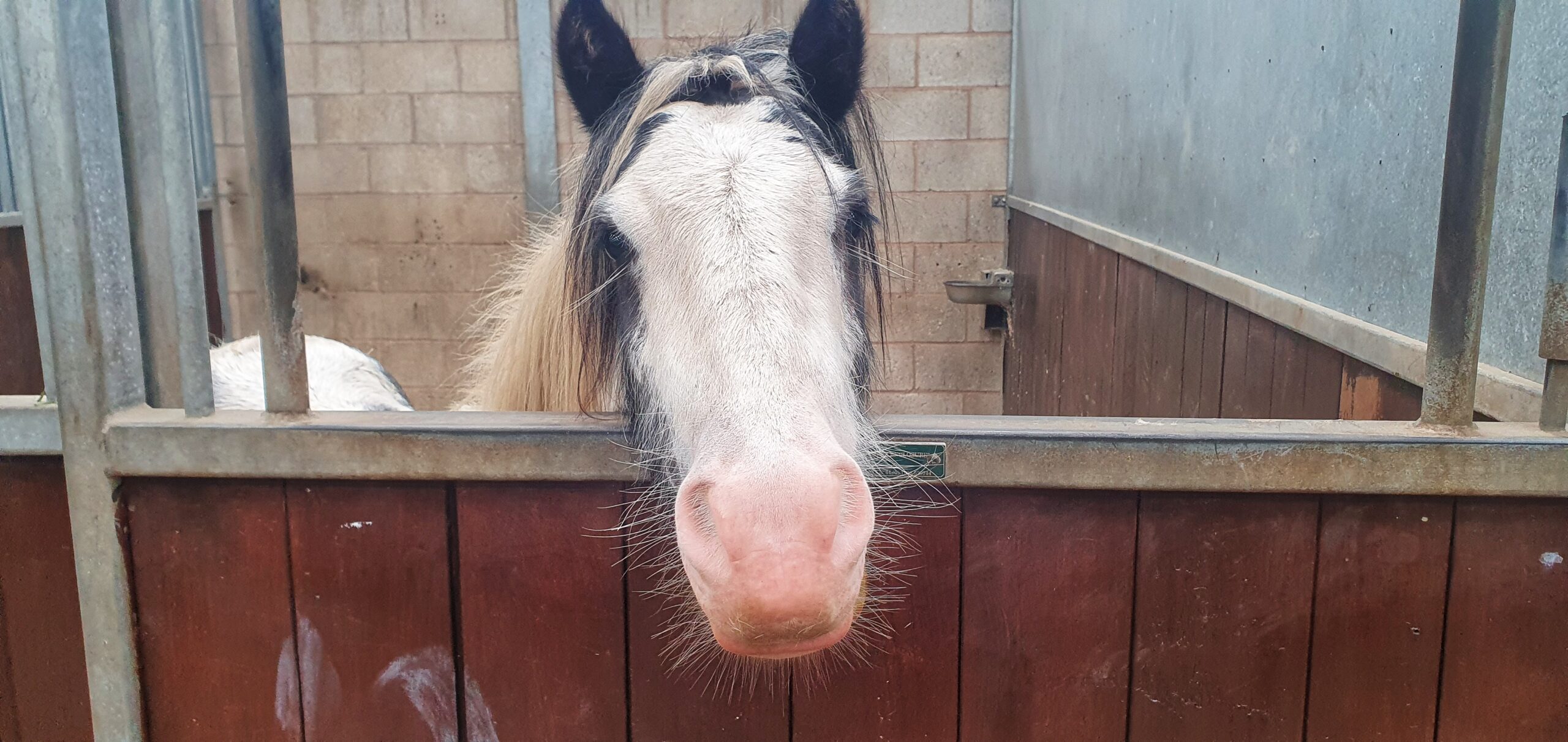 World Horse Welfare - Penny Farm, Blackpool - The Estuary Riverside Chalets